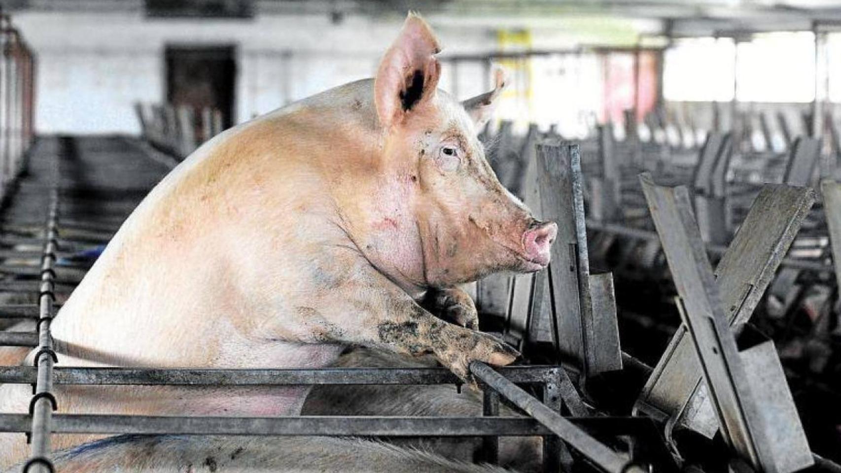 El precio del cerdo registra su mayor caída en Mercolleida desde la ...