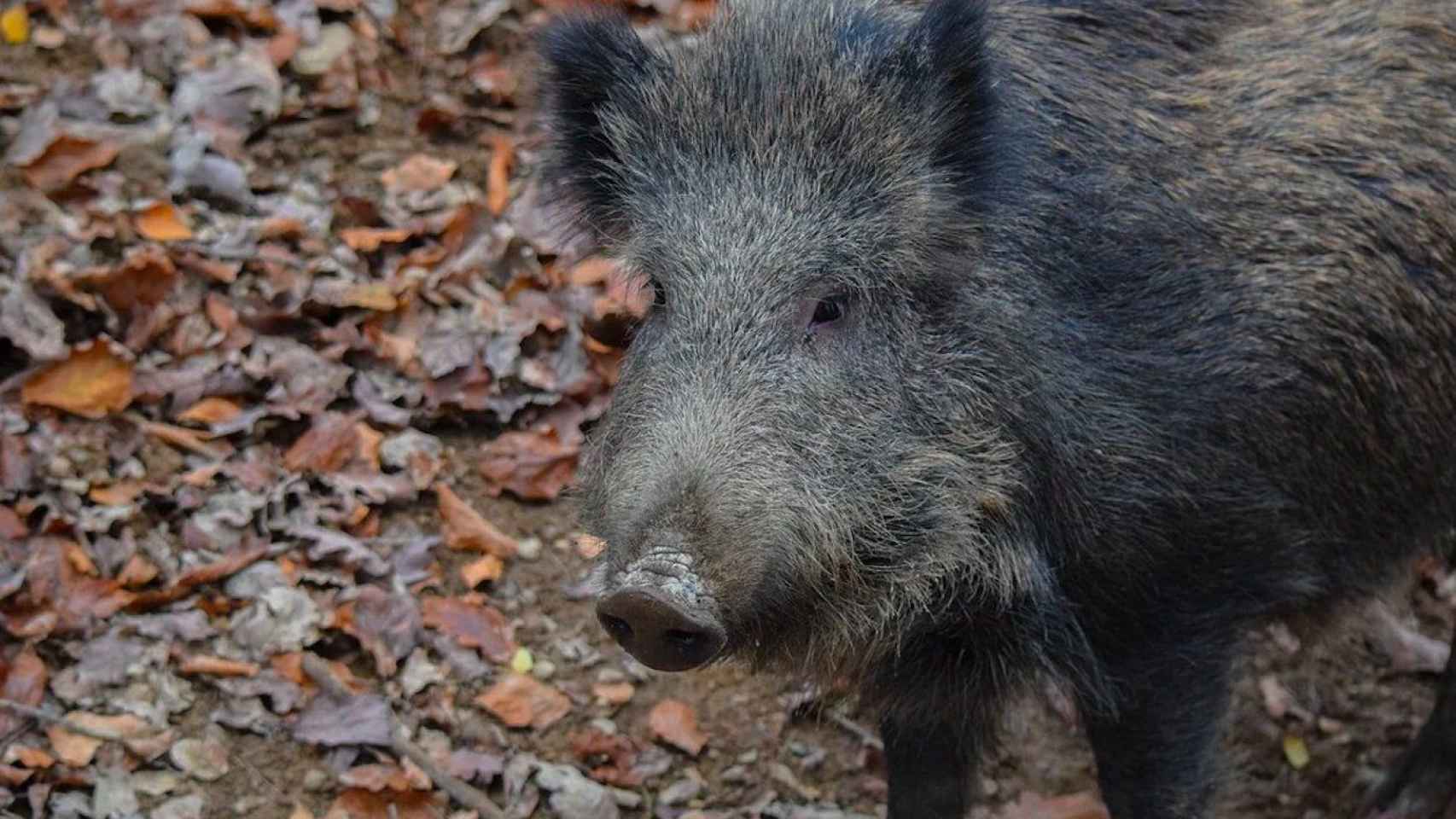La peste porcina llega a Barcelona: confirmados 227 casos y el cierre ...